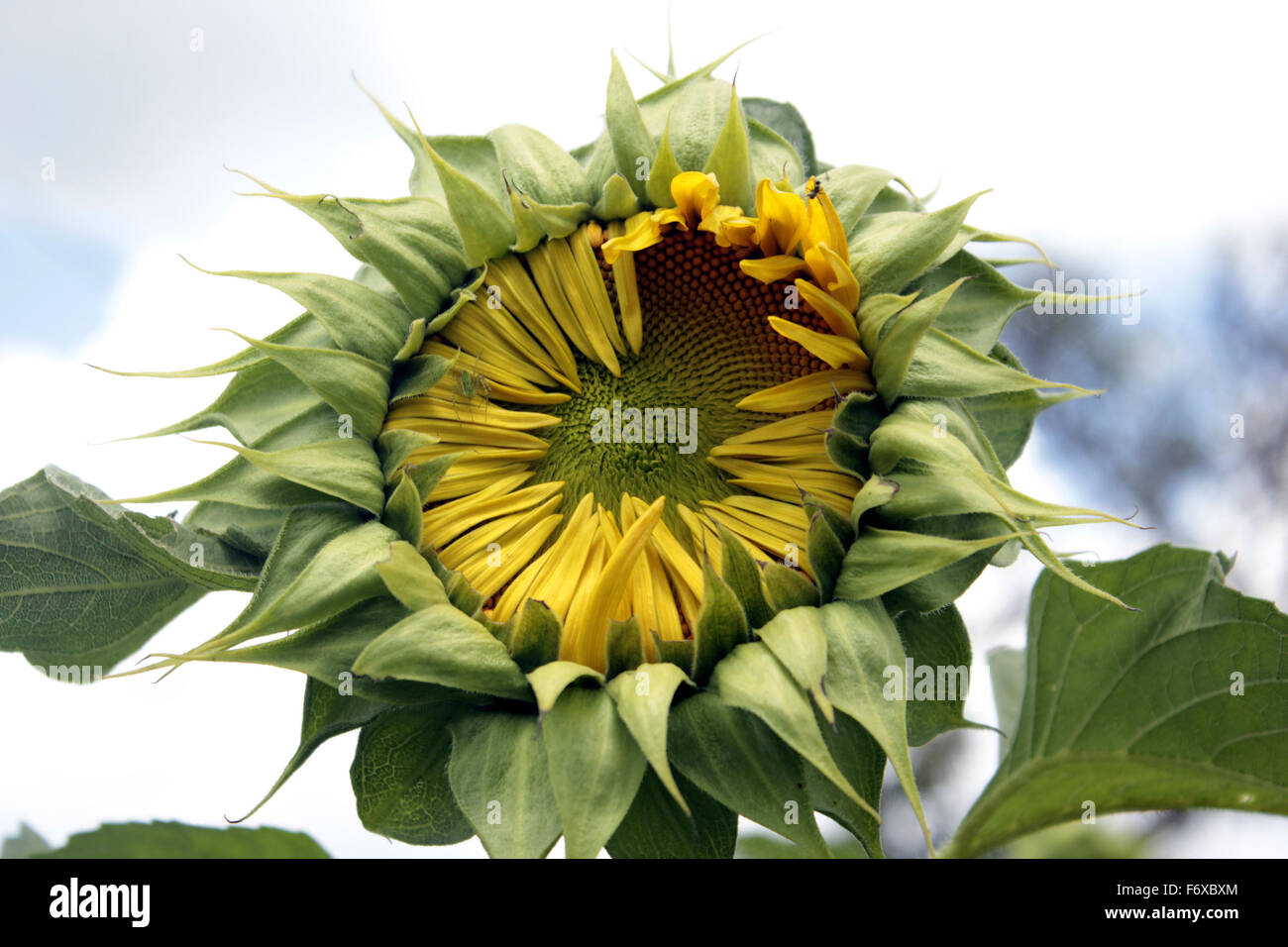 A sunflower bud in northern Uganda Stock Photo - Alamy