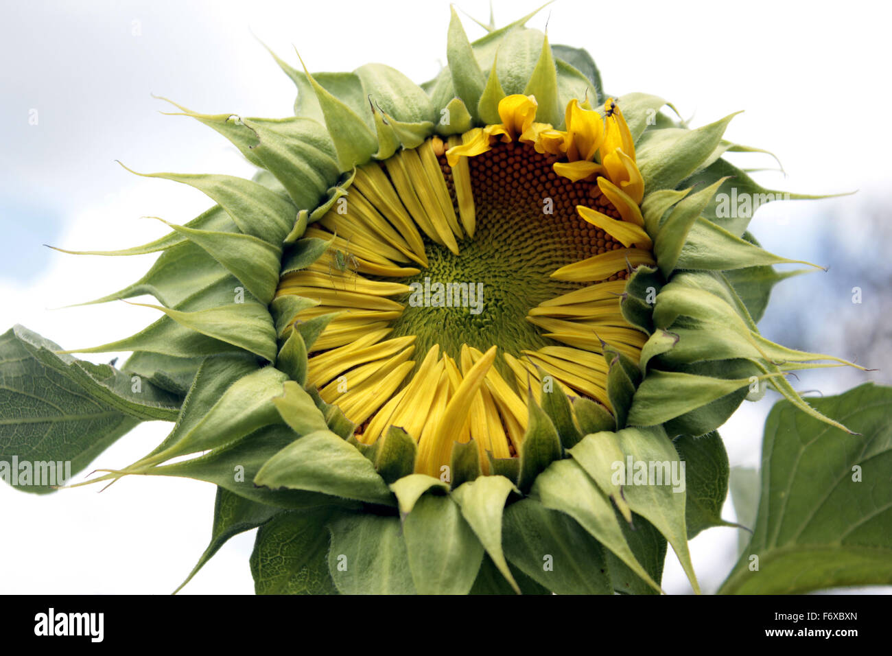 A sunflower in a plantation in Otuke district in noterhn Uganda Stock ...