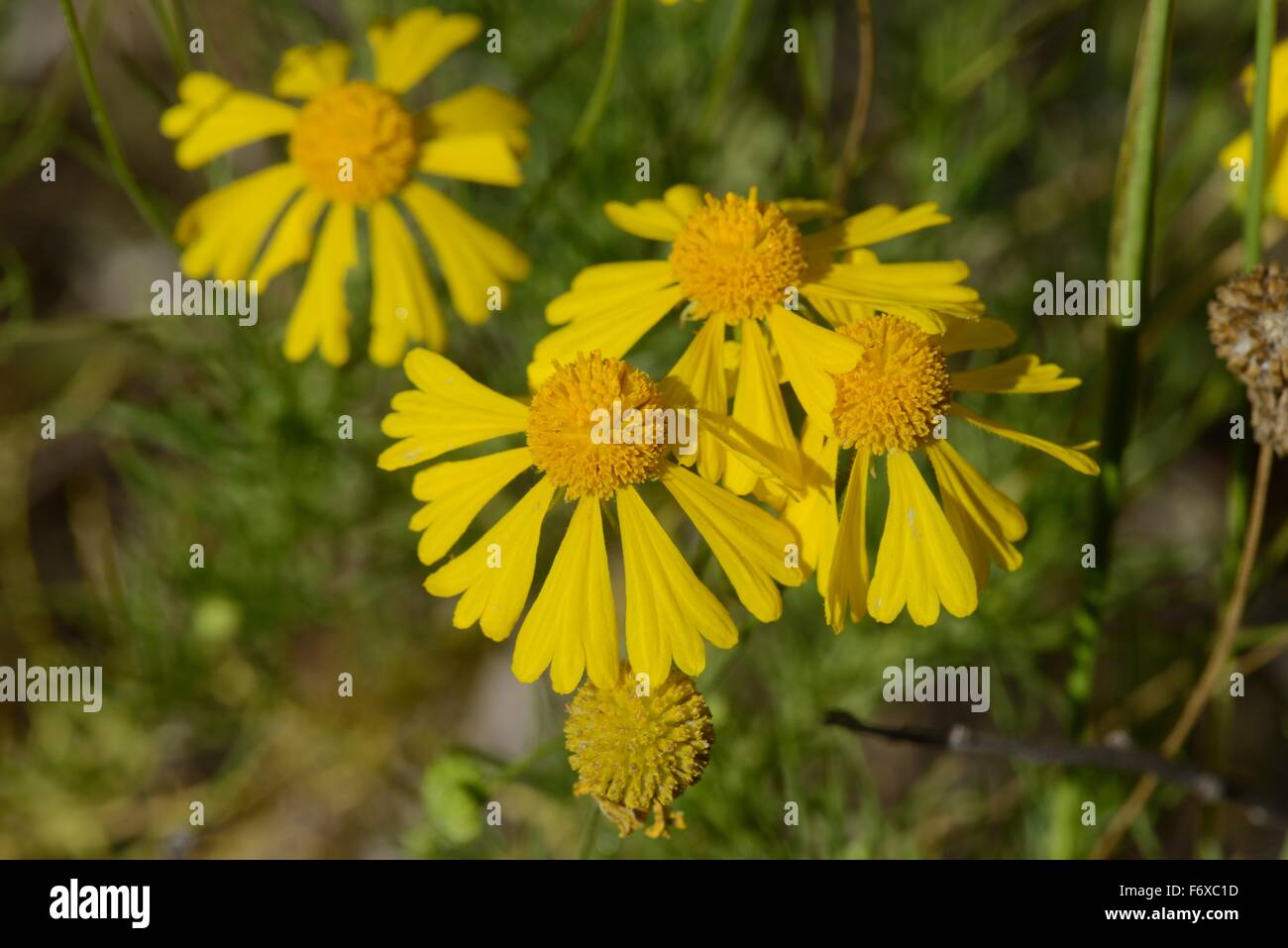 Bitter weed hi-res stock photography and images - Alamy