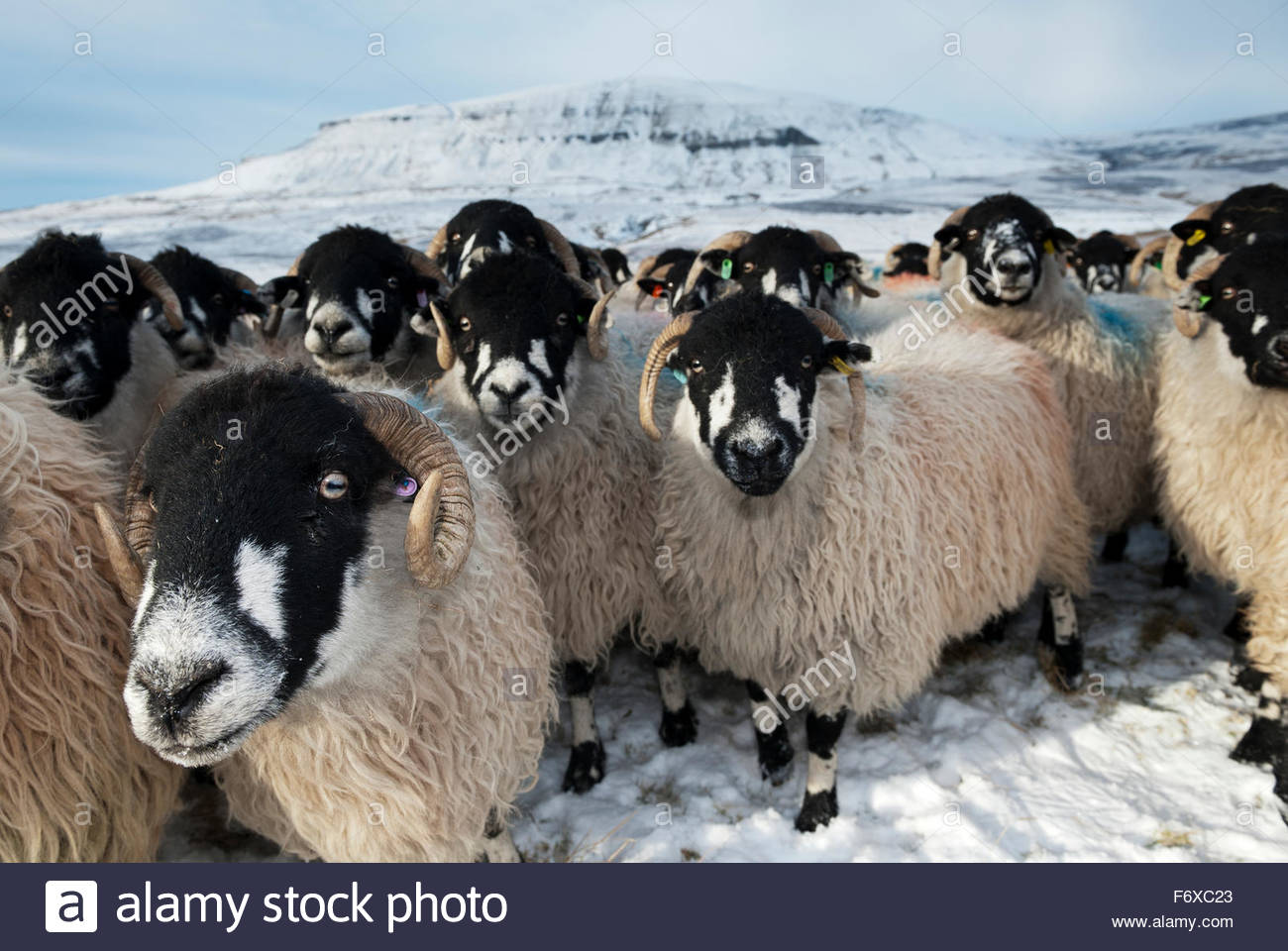 Dalesbred Sheep Stock Photos & Dalesbred Sheep Stock Images - Alamy
