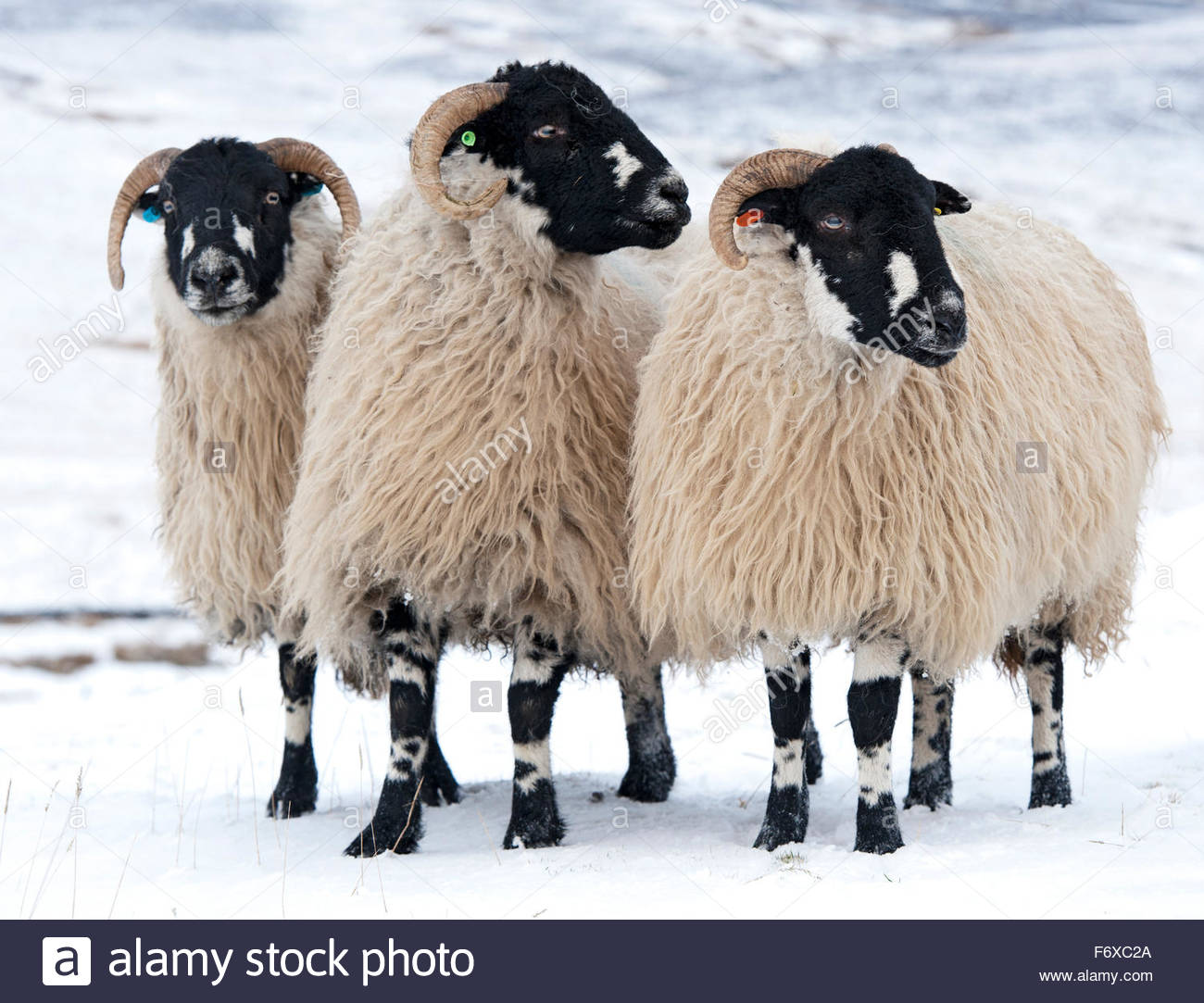 Dalesbred Sheep Stock Photos & Dalesbred Sheep Stock Images - Alamy