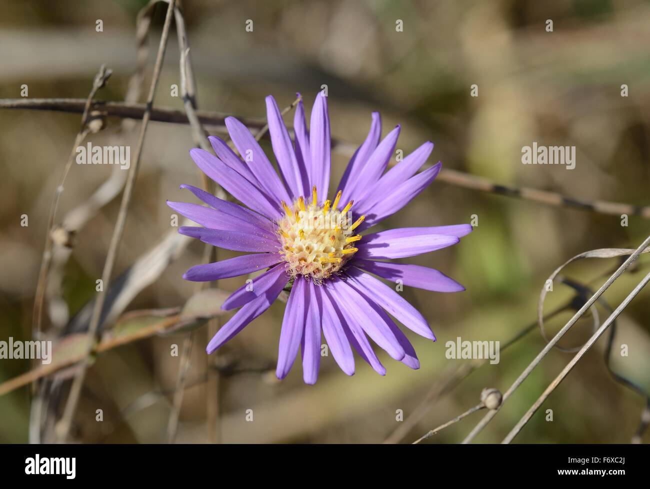 Aromatic aster hi-res stock photography and images - Alamy