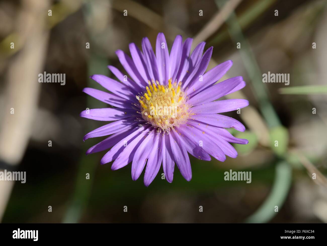Aromatic aster hi-res stock photography and images - Alamy