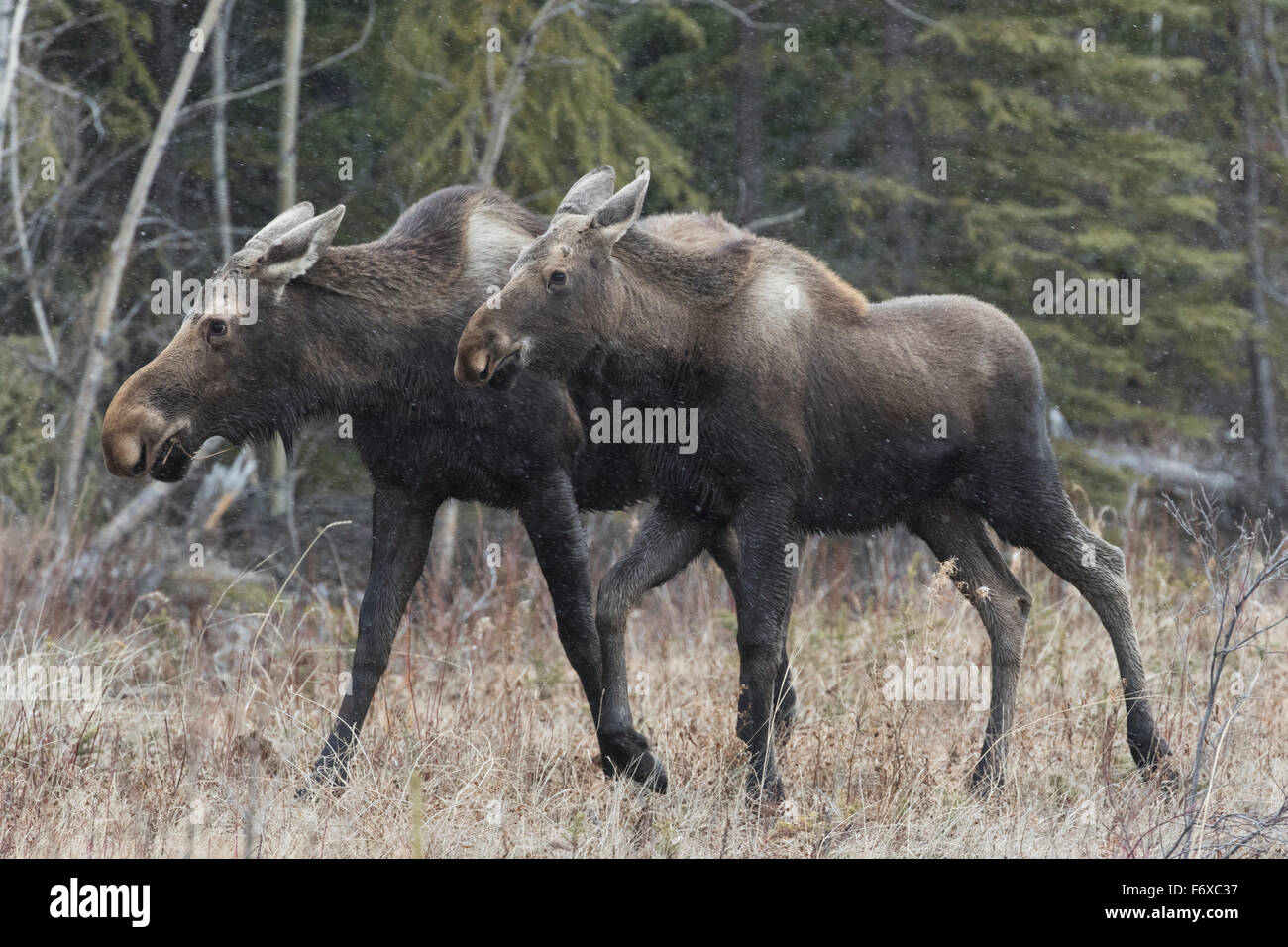 Two moose (alces alces) walking along the road in central Yukon; Yukon ...