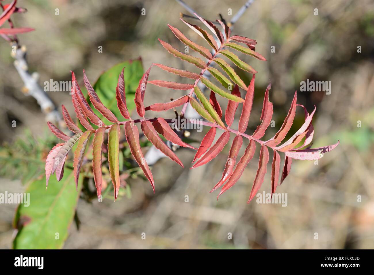 Smooth sumac trees in fall Stock Photo - Alamy
