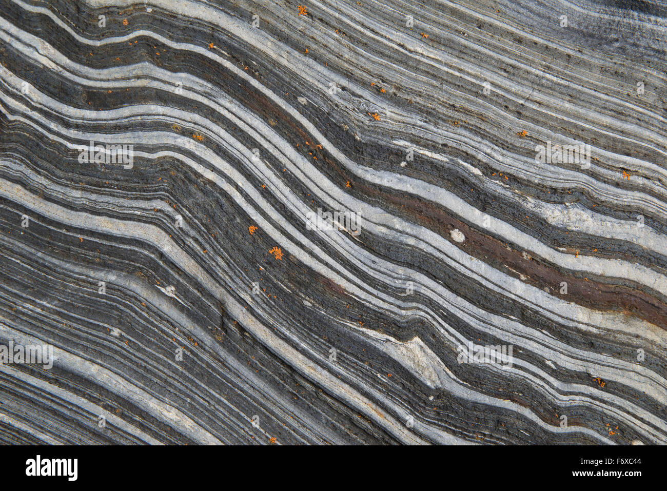 Beautiful patterns in a piece of quartz along the Lapie River; Yukon ...