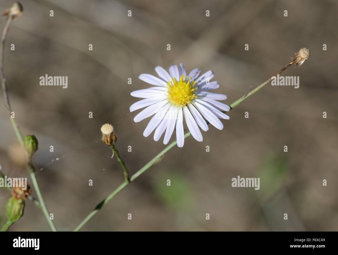 Flora roadside hi-res stock photography and images - Alamy
