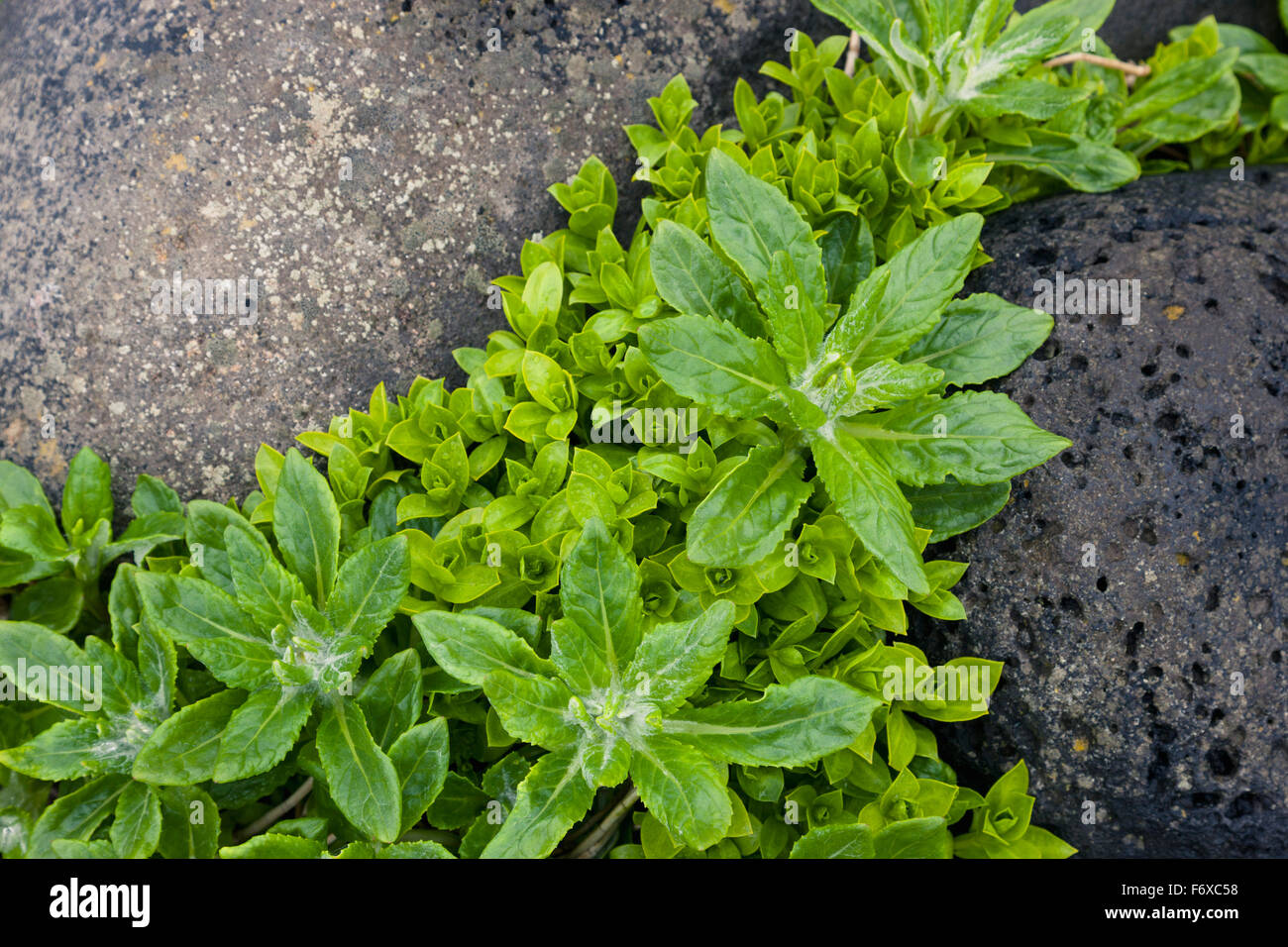 Green foliage growing in between dark Volcanic Rocks, St. Paul Island ...