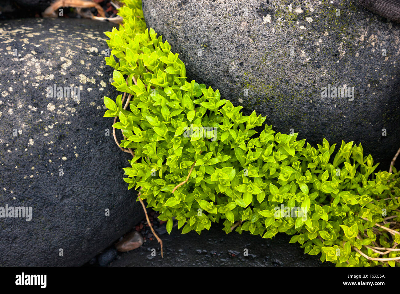 Green foliage growing in between dark Volcanic Rocks, St. Paul Island ...