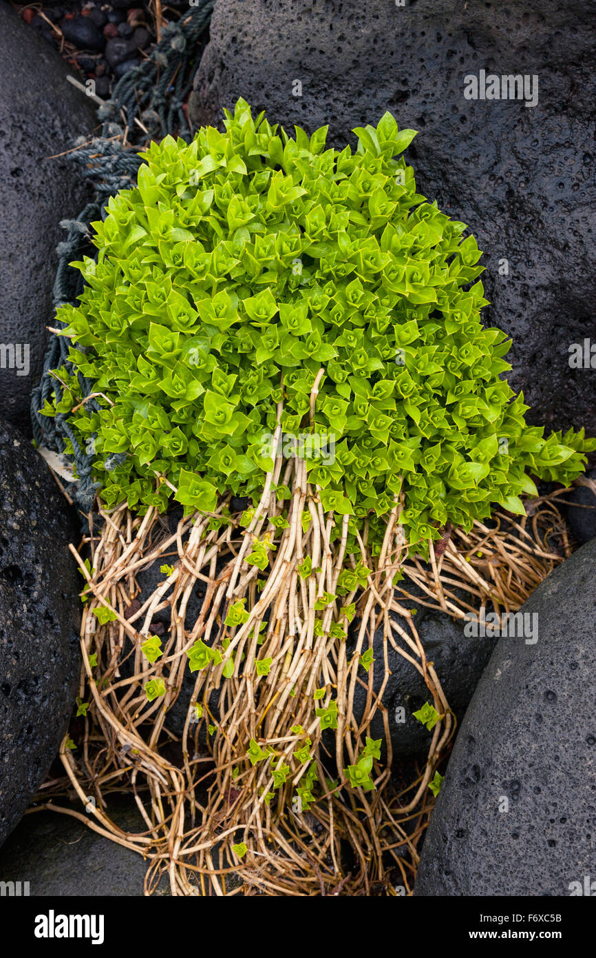 Green foliage growing in between dark Volcanic Rocks, St. Paul Island ...