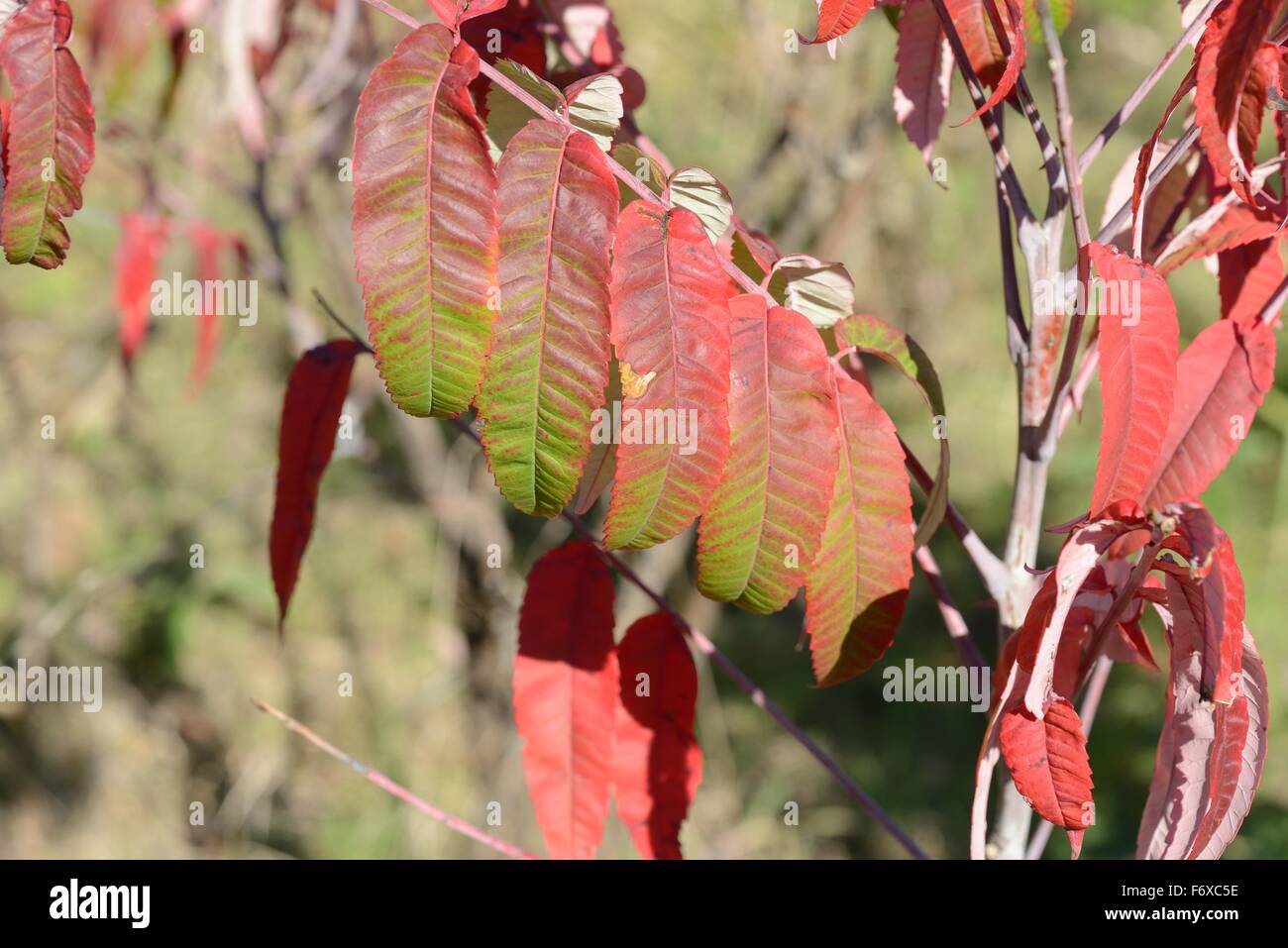 Smooth Sumac Tree High Resolution Stock Photography and Images - Alamy