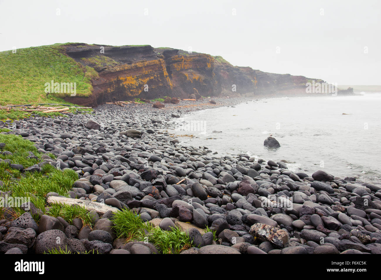Plants grow on a volcanic rock beach with dark rocky cliffs in the ...