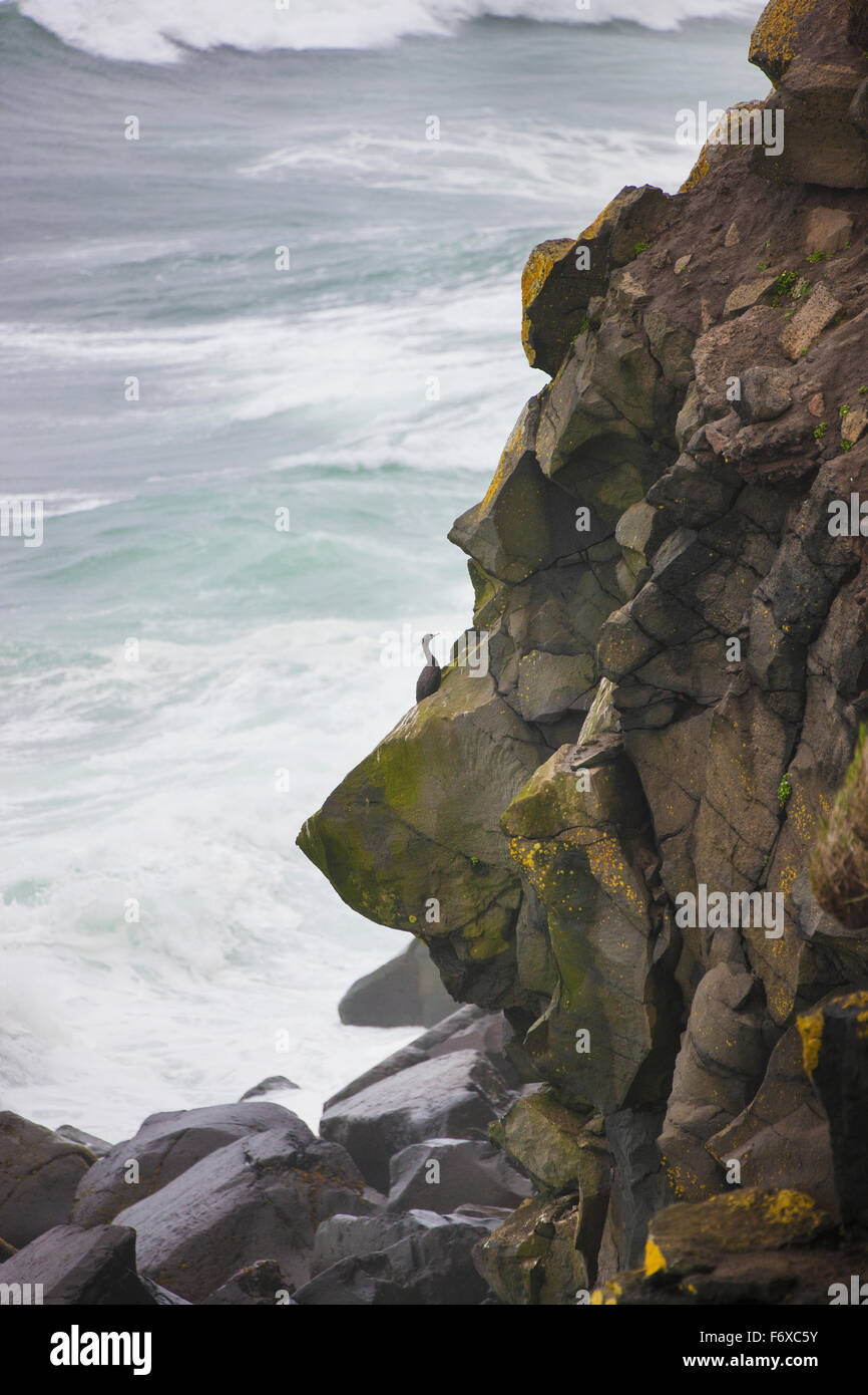 Bering sea animals hi-res stock photography and images - Alamy