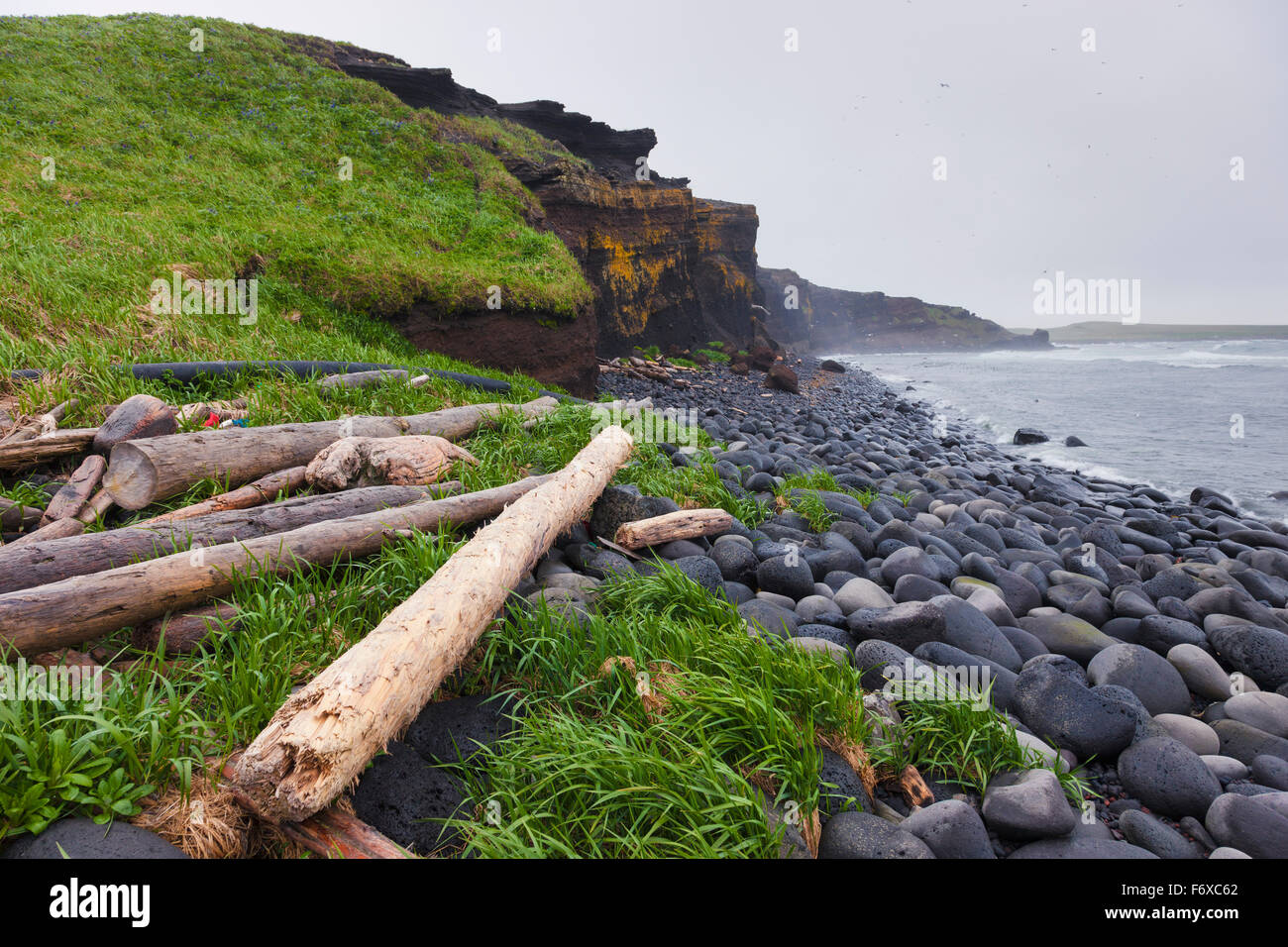 Driftwood and grass along a volcanic rock beach with dark rocky cliffs ...