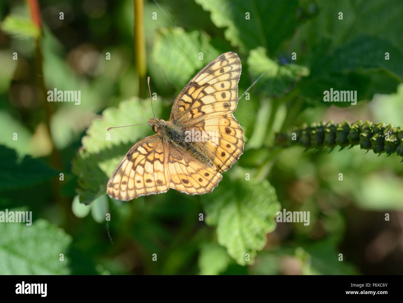 Variegated fritillary hi-res stock photography and images - Alamy
