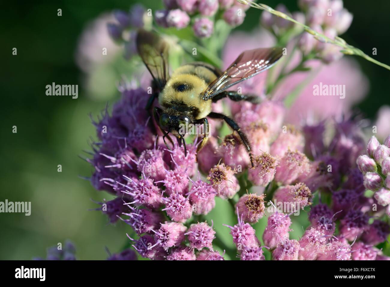 Eastern Carpenter Bee Stock Photo - Alamy