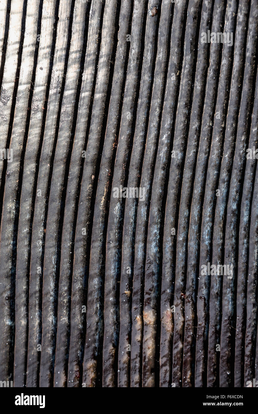 Close up view of the ridges on Bowhead whale skin, Barrow, North Slope ...