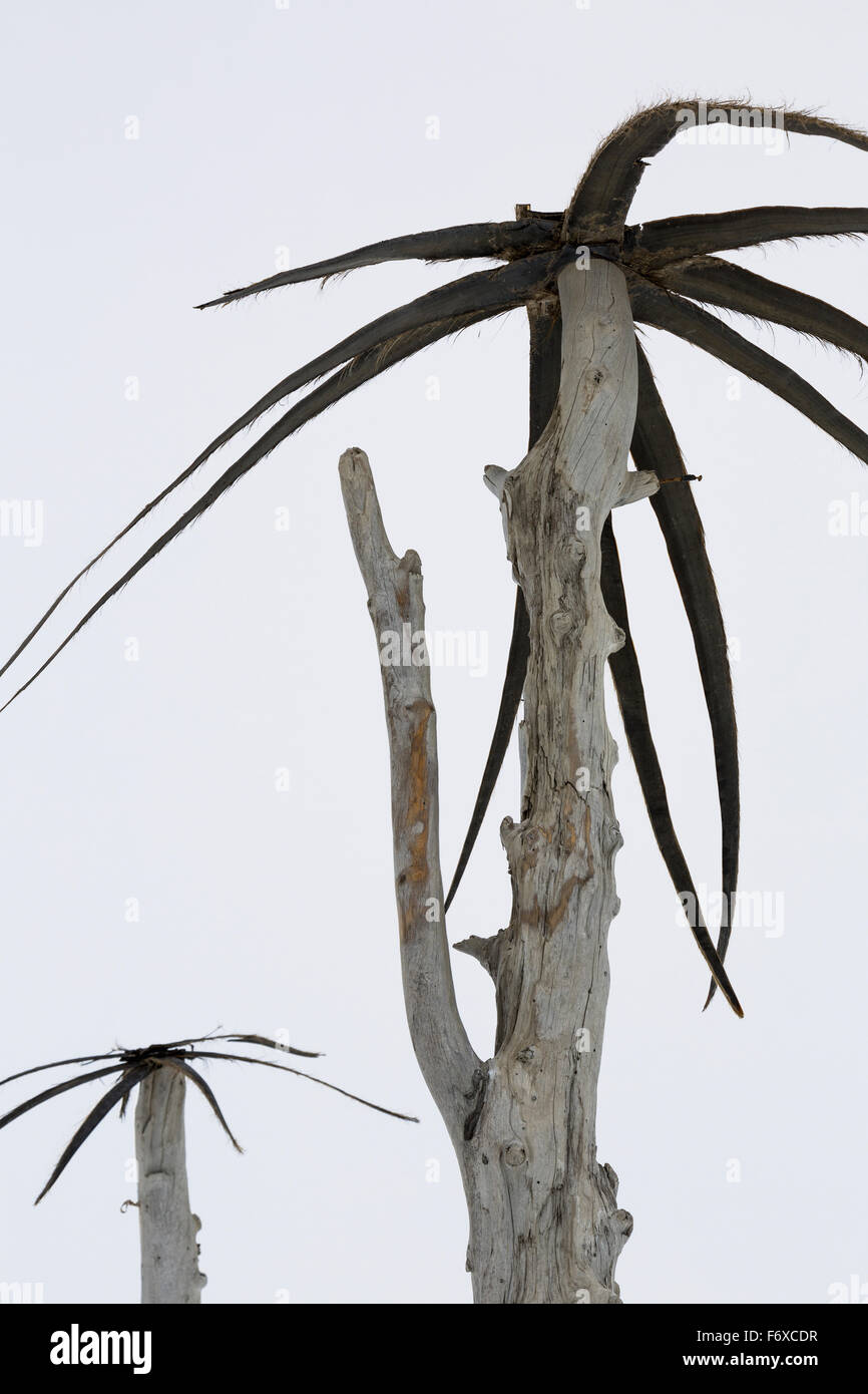 Makeshift Palm Trees Made From Dead Tree Trunks And Whale Baleen ...