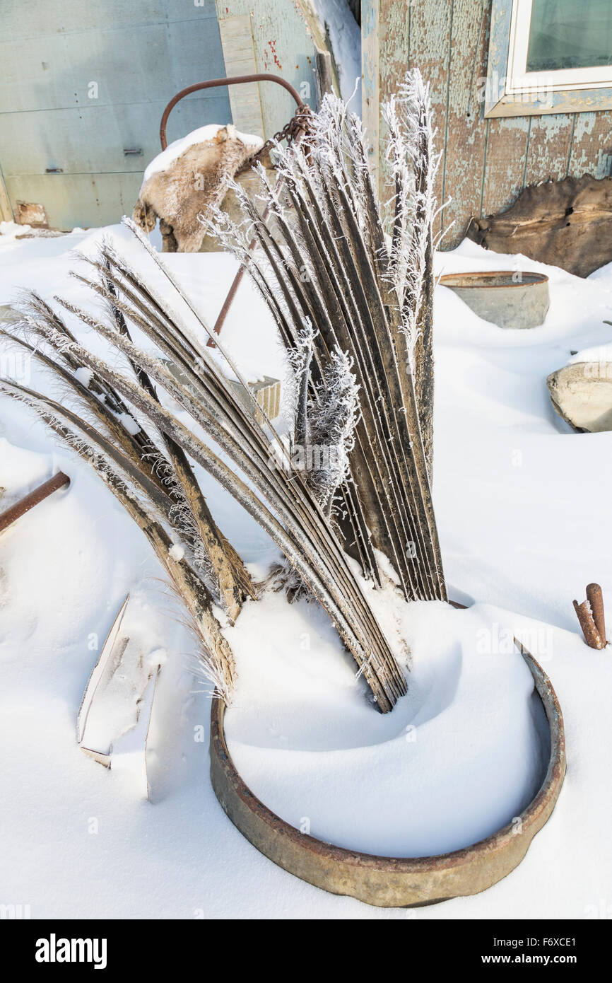 Frost covered Bowhead whale baleen outside in a barrel, Barrow, North ...
