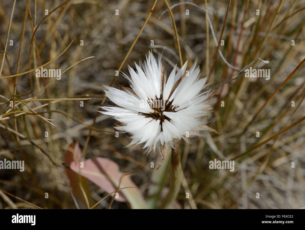 Wind dispersal of seeds hi-res stock photography and images - Alamy