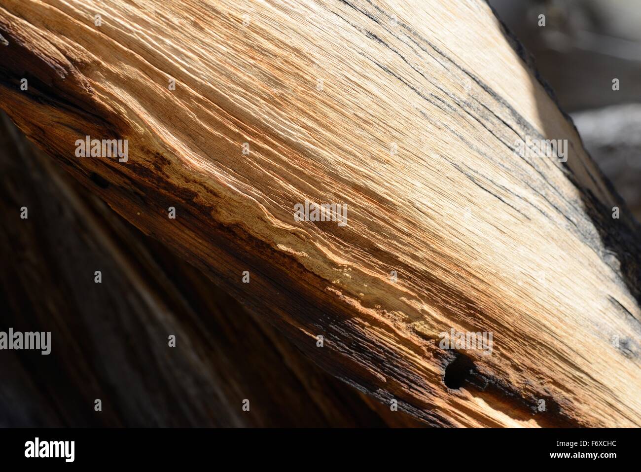 Closeup of wood grains from a tree branch Stock Photo - Alamy