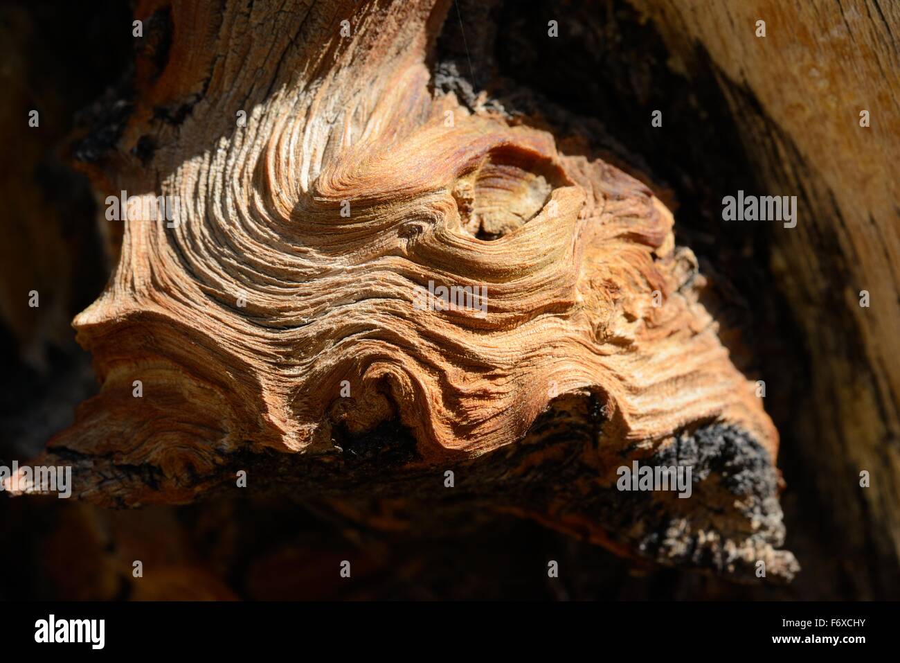 Tree bark knot hi-res stock photography and images - Alamy