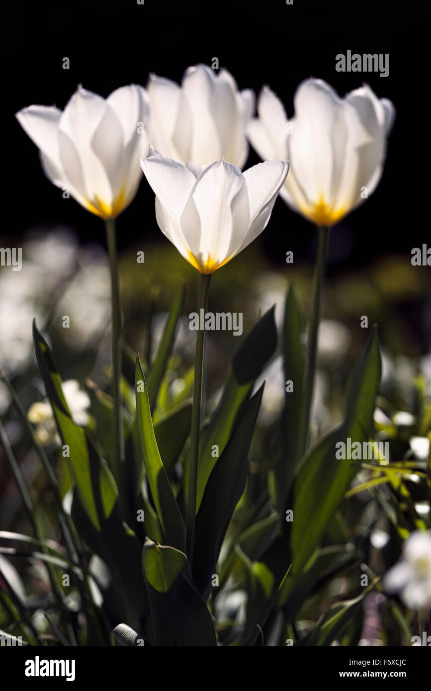Backlit tulips (Liliaceae), New York Botanical Garden; New York City ...