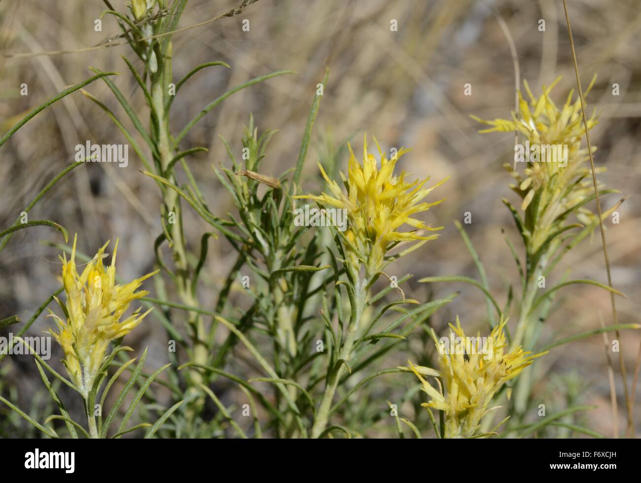 Yellow Indian paintbrush Stock Photo - Alamy