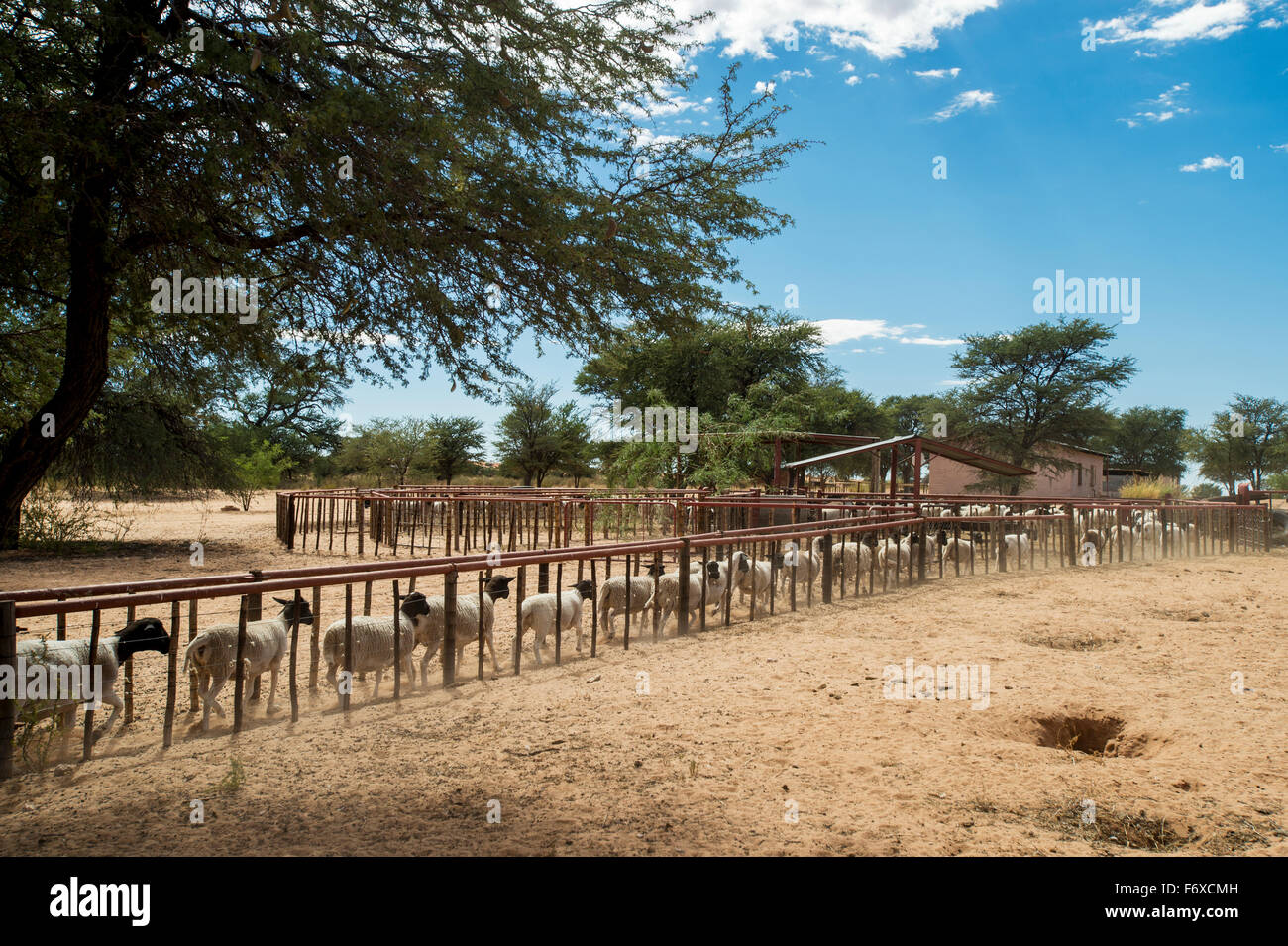 Sheep on a farm; Koes, Namibia Stock Photo - Alamy
