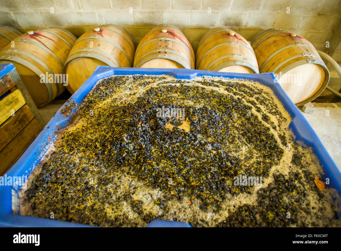 Grape mash; Paarl, Western Cape, South Africa Stock Photo - Alamy