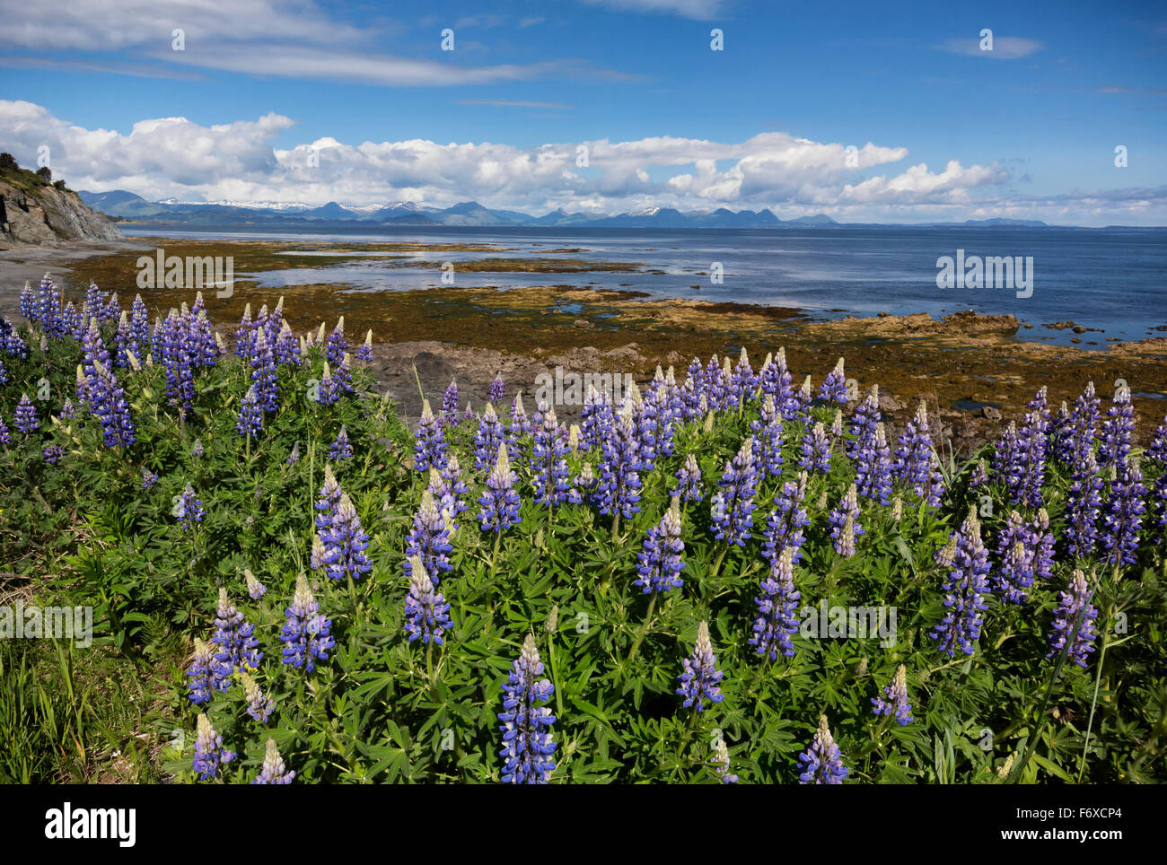 Scenic view of Nootka Lupine along Chiniak Bay, Kodiak Island ...