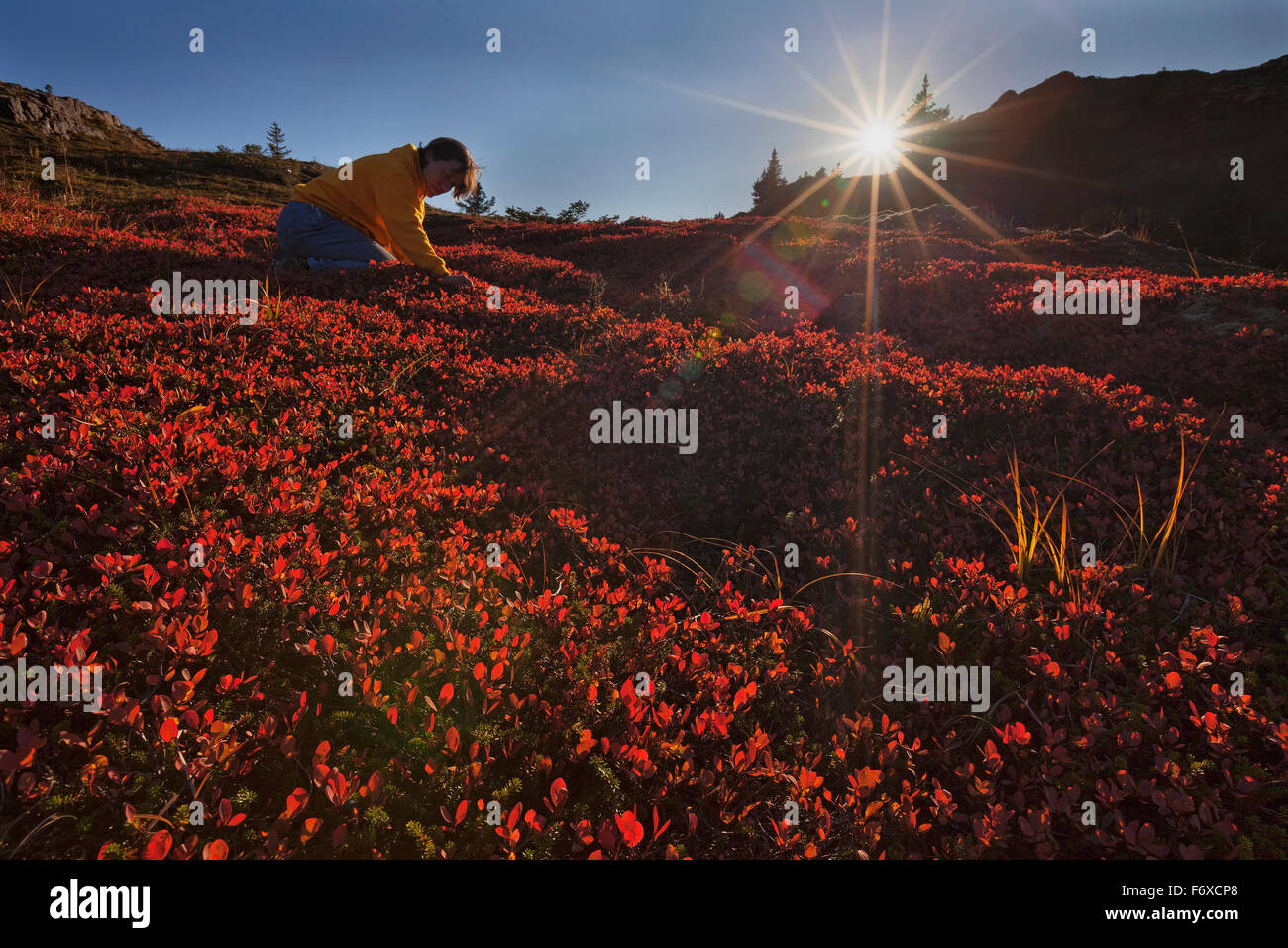 Woman picking alpine blueberries on Pillar Mountain at sunset, Kodiak ...