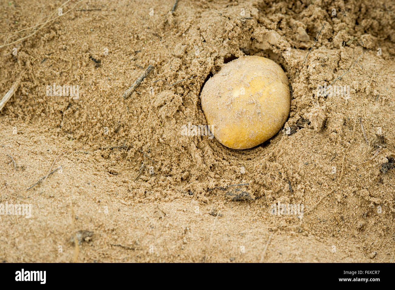 Potato crop south africa hi-res stock photography and images - Alamy