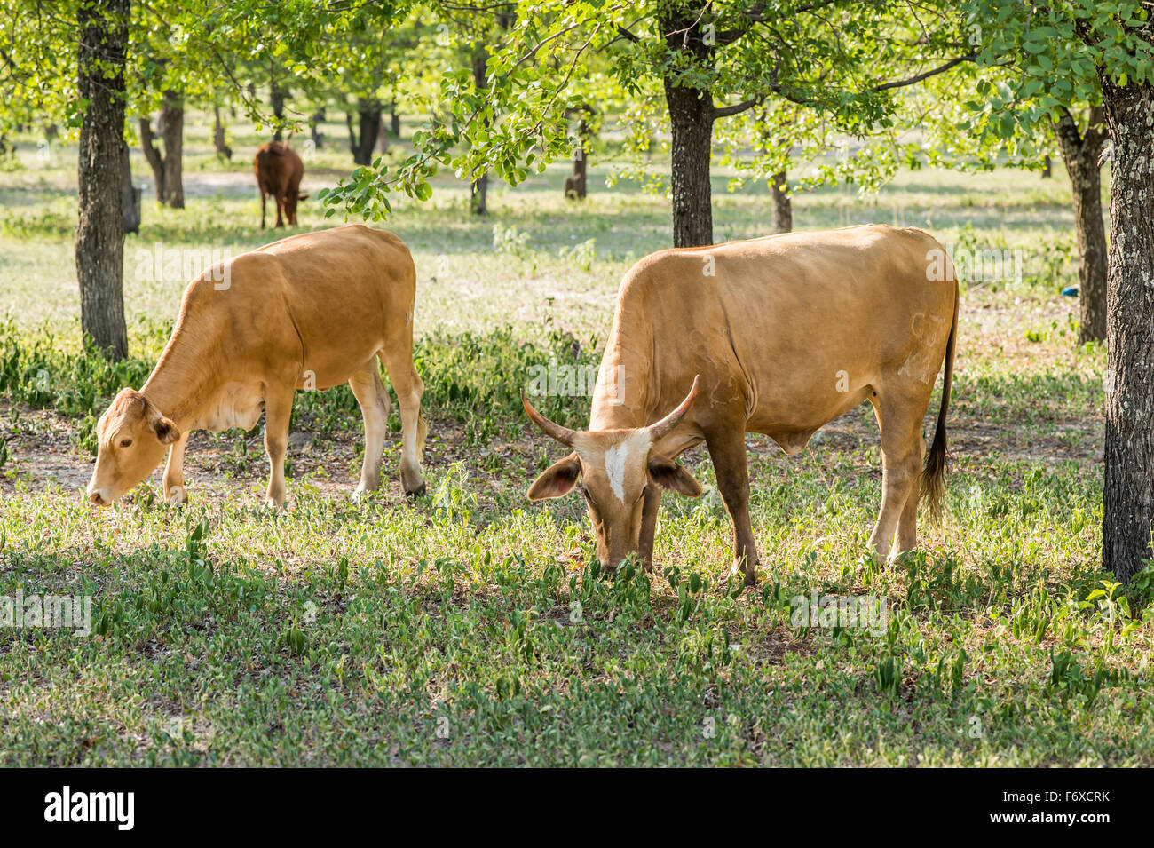 Mixed breed cattle hi-res stock photography and images - Alamy