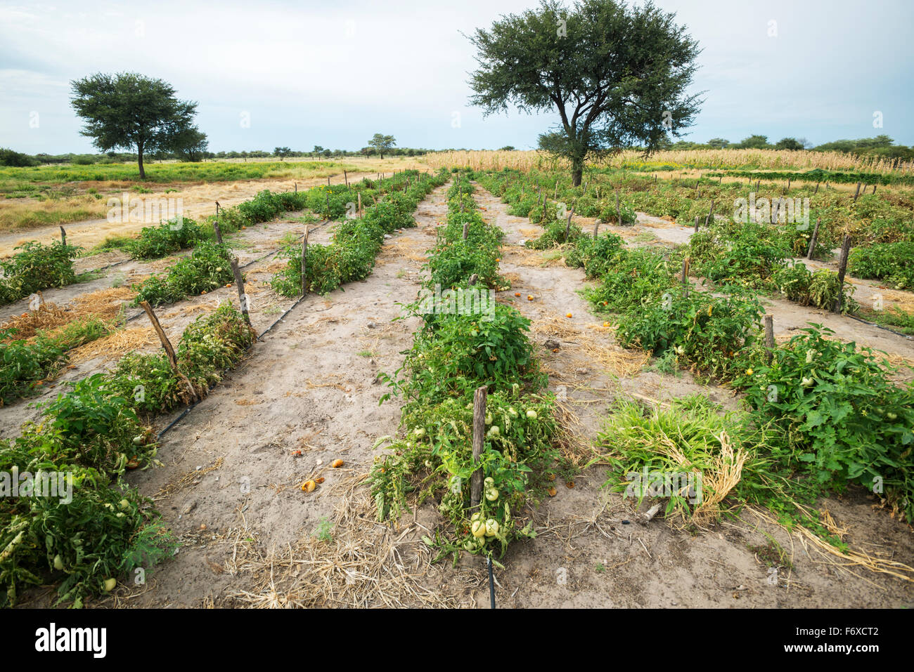 Tomato patch; Ghanzi, Botswana Stock Photo - Alamy