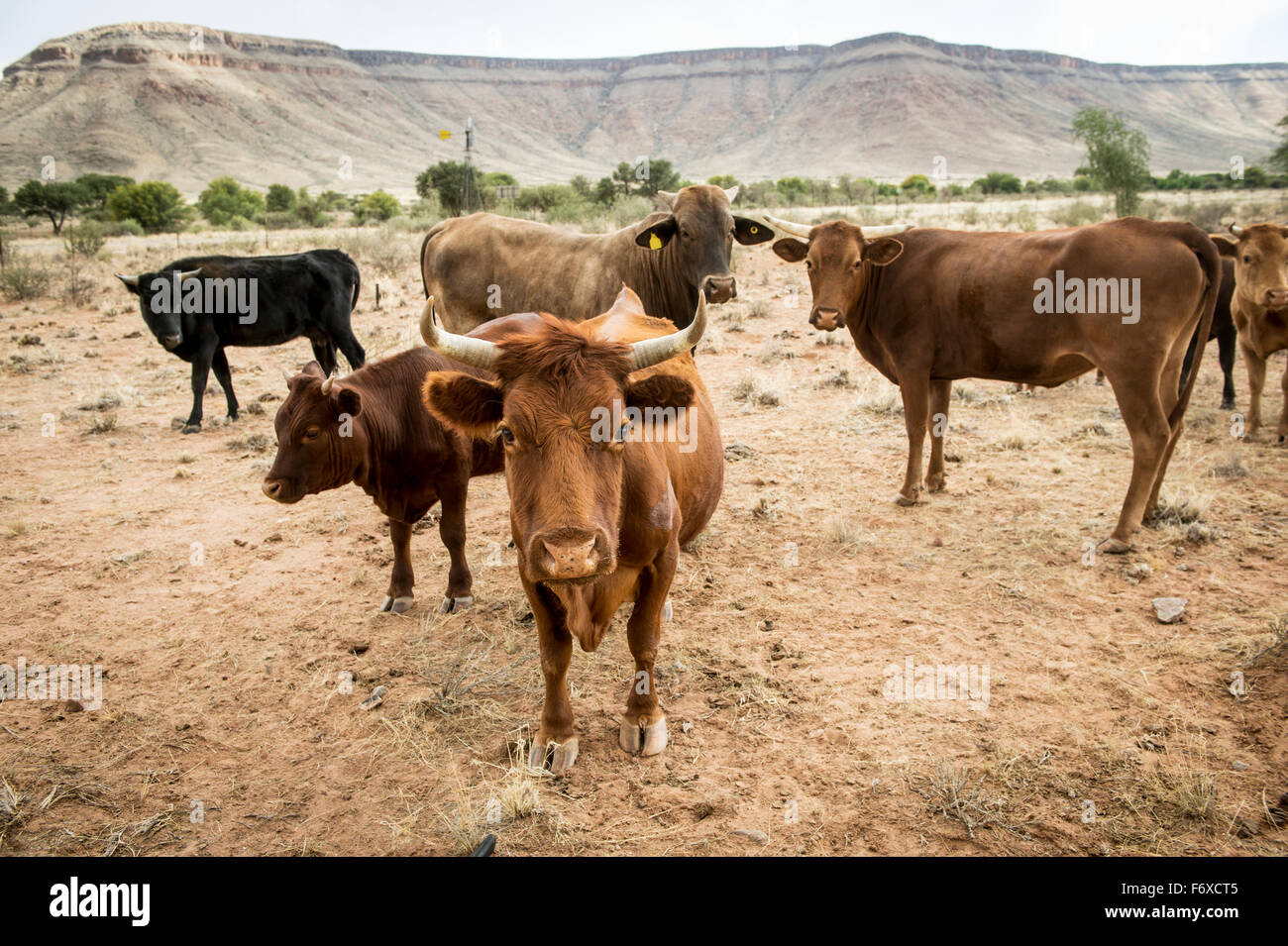 Beef cattle in a field; Namibia Stock Photo - Alamy