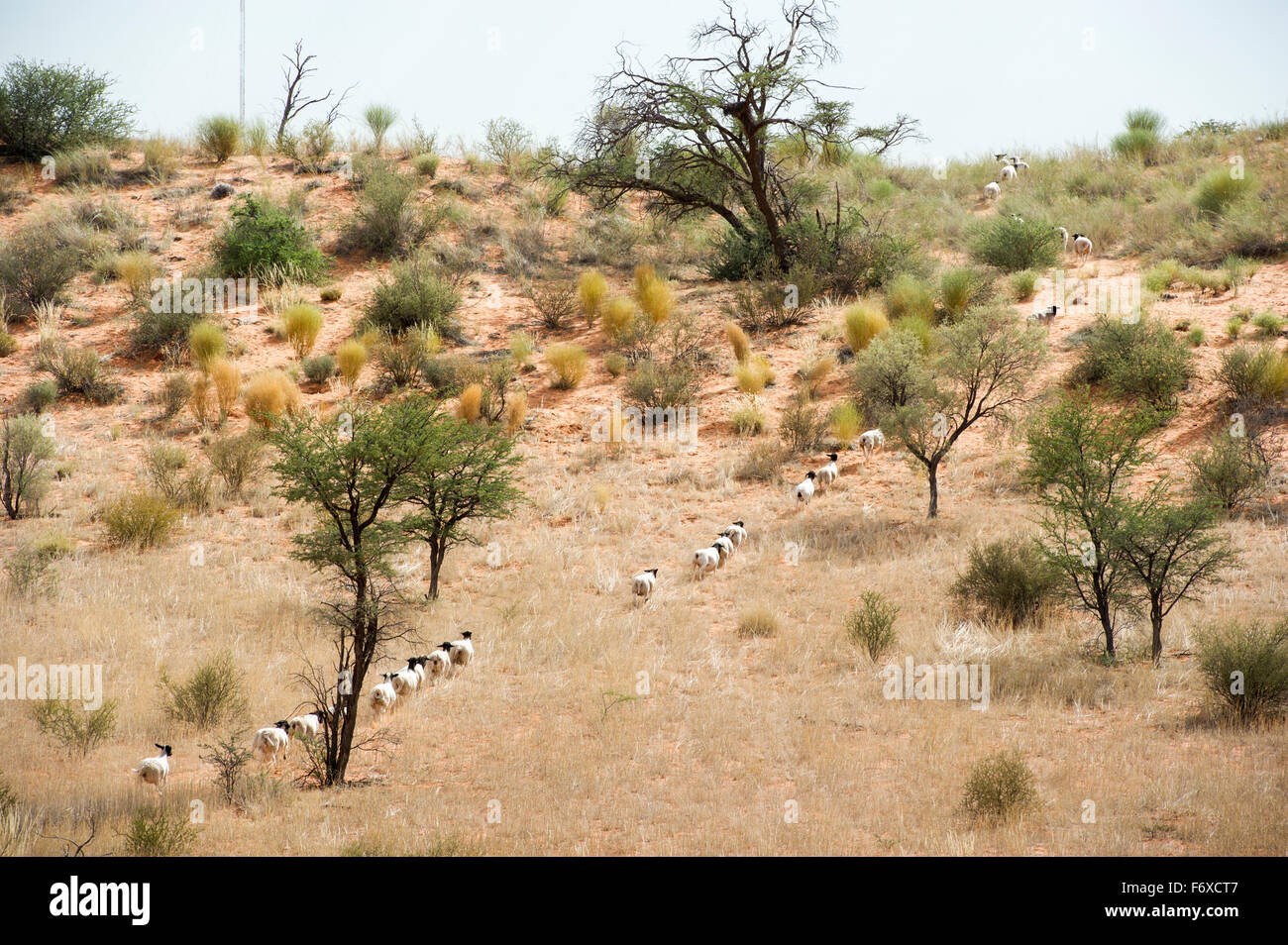 Sheep walking in a row on a farm; Namibia Stock Photo - Alamy