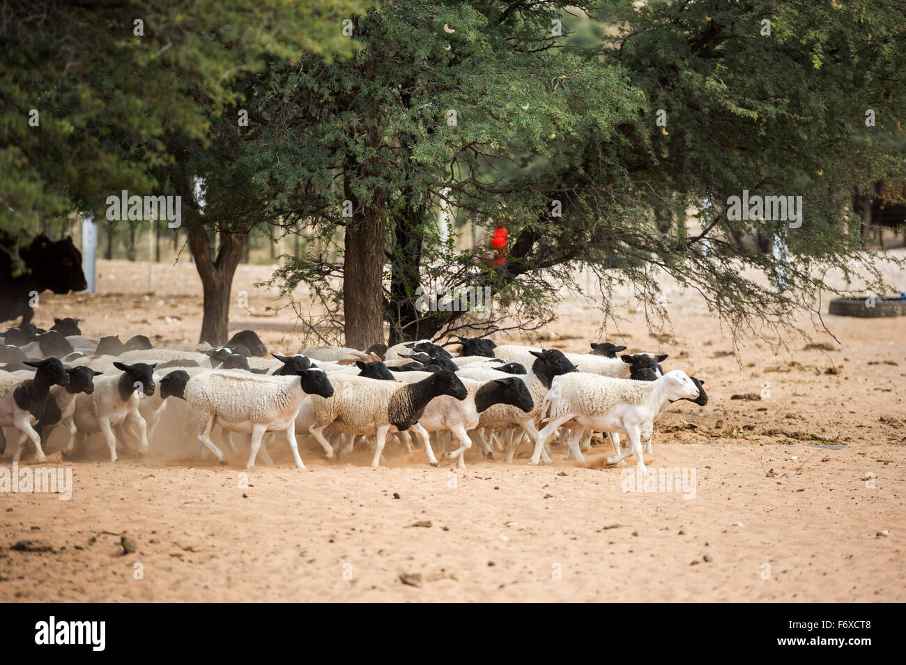 Koes High Resolution Stock Photography and Images - Alamy