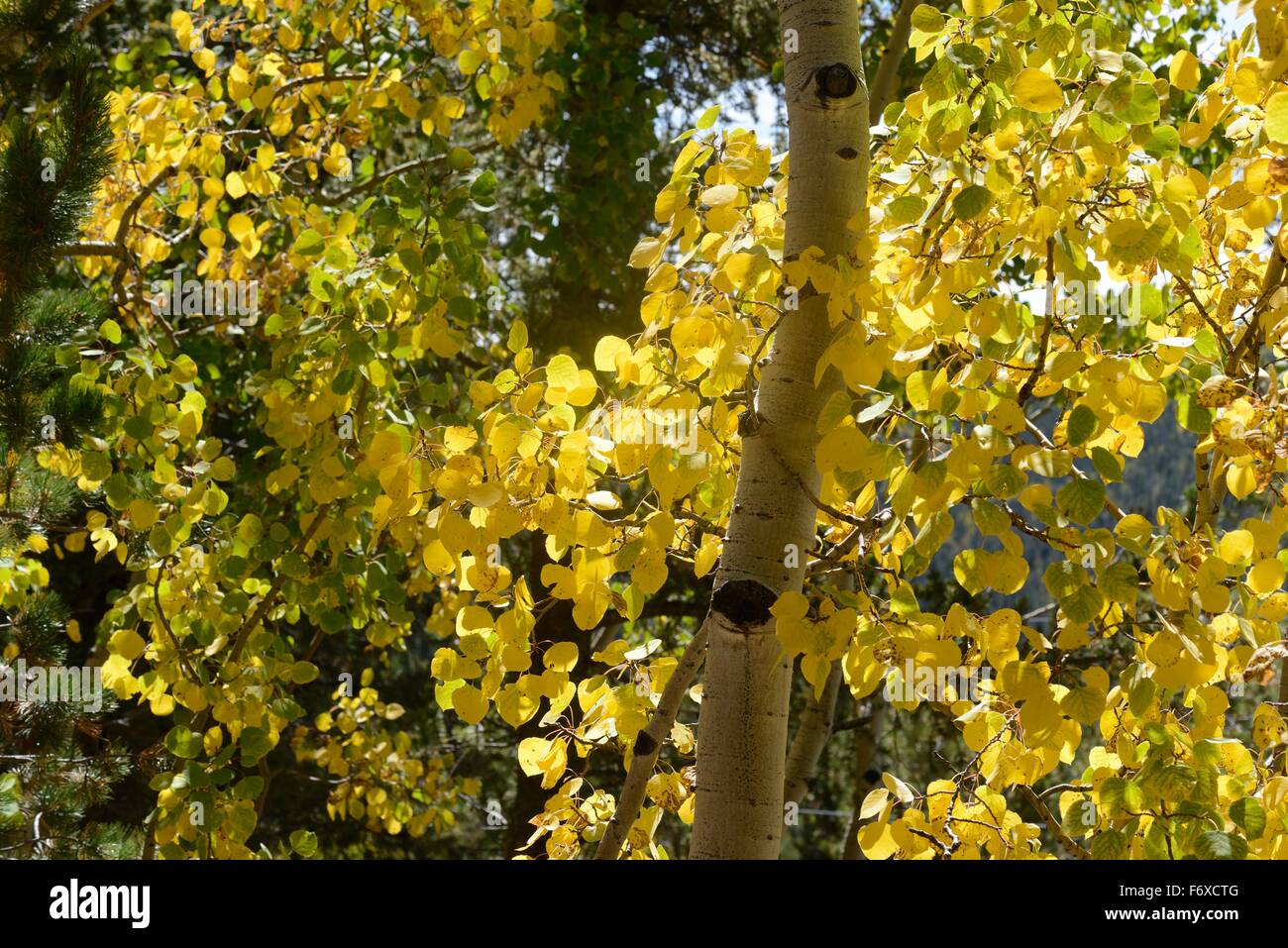 Aspen tree fall leaves Stock Photo - Alamy