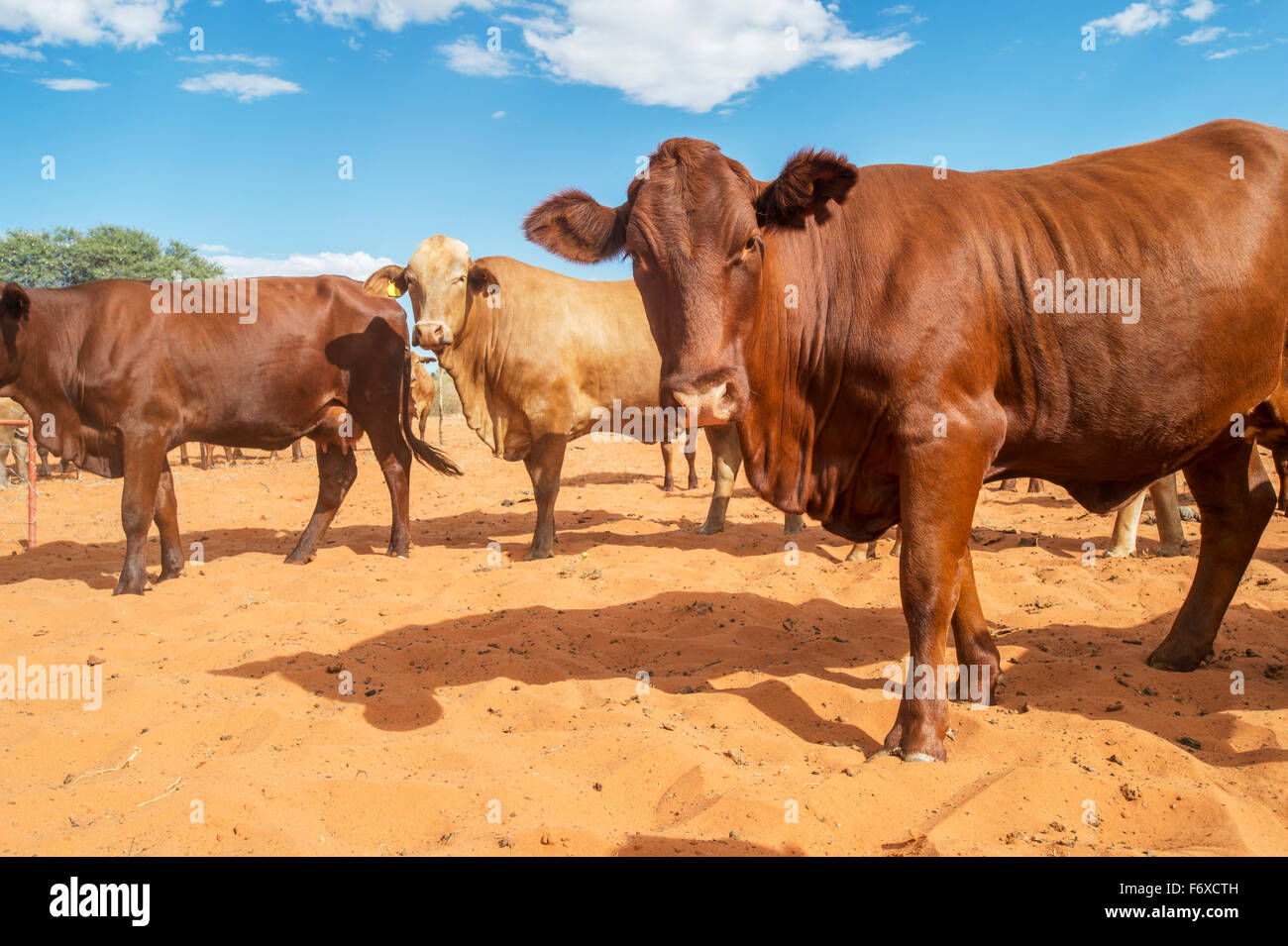 A herd of cows on sand; Namibia Stock Photo - Alamy