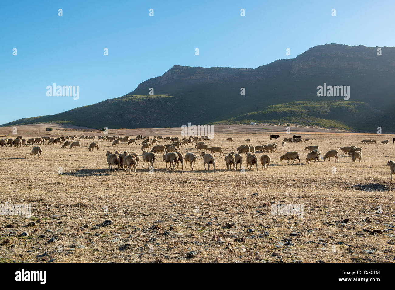 African sheep hi-res stock photography and images - Alamy