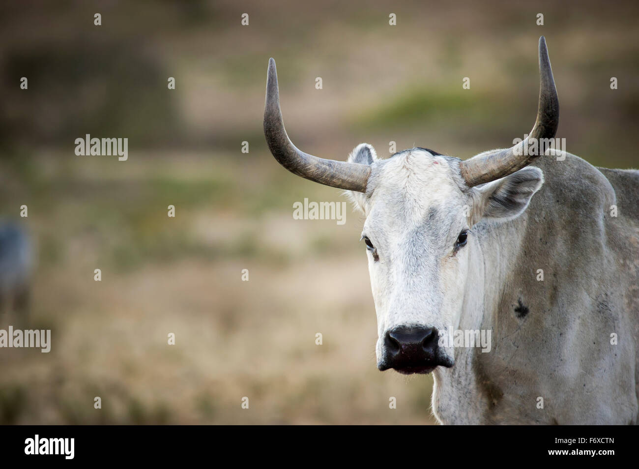 Nguni cattle hi-res stock photography and images - Alamy