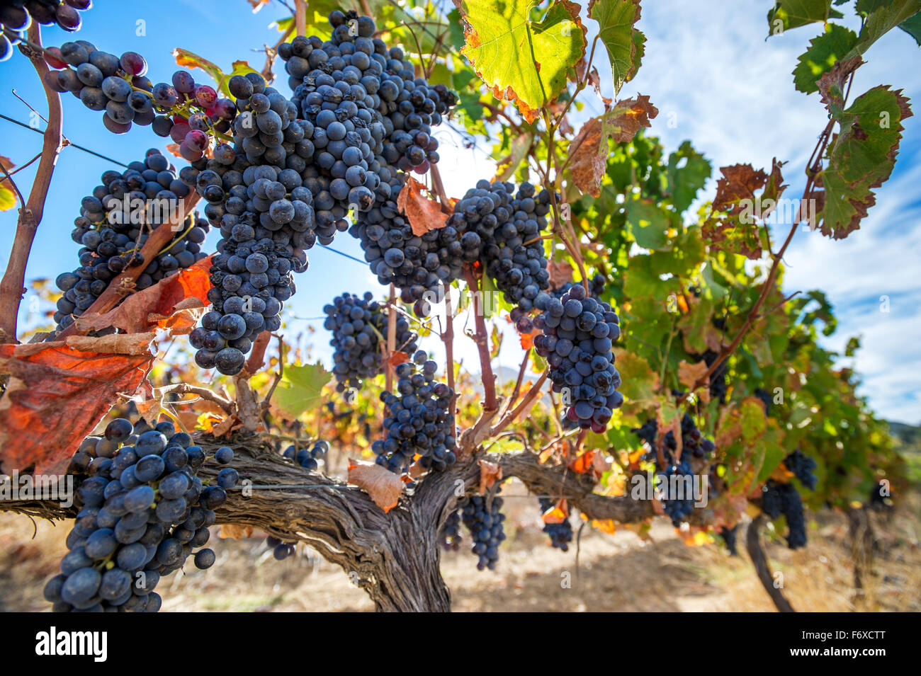 Grapes growing on vines; Stellenbosch, Western Cape, South Africa Stock ...