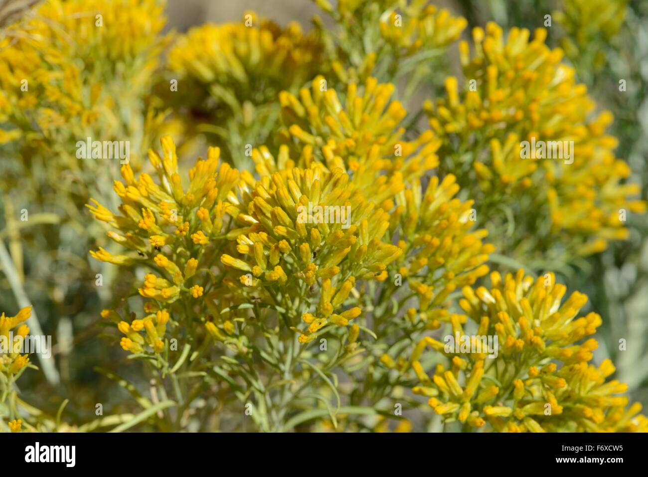 Rabbitbrush hi-res stock photography and images - Alamy