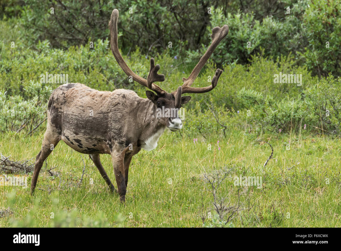 Caribou (Rangifer tarandus) male with antlers in velvet, Denali ...