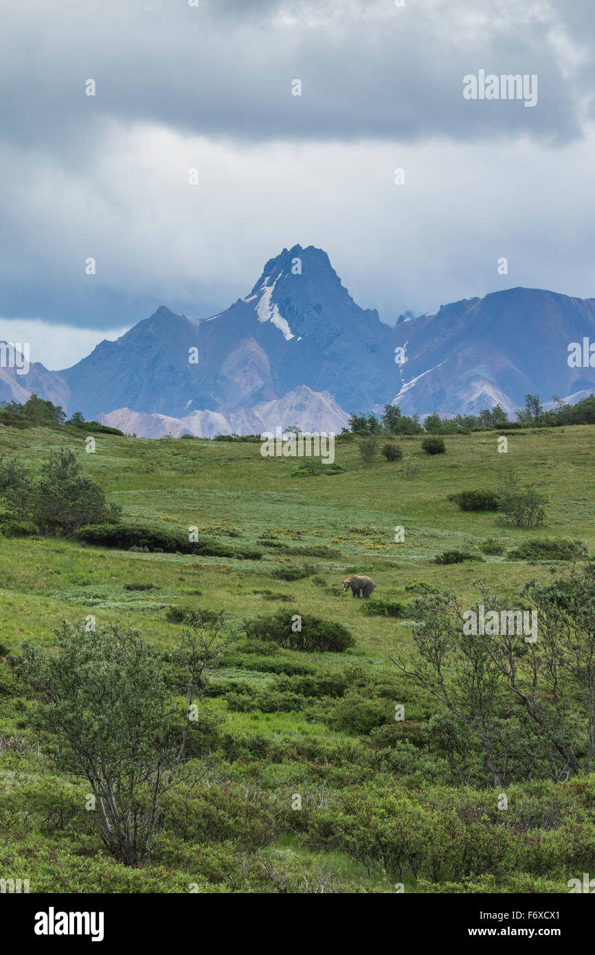 A Brown Bear (Ursus arctos) forages in Sable Pass, Denali National Park ...