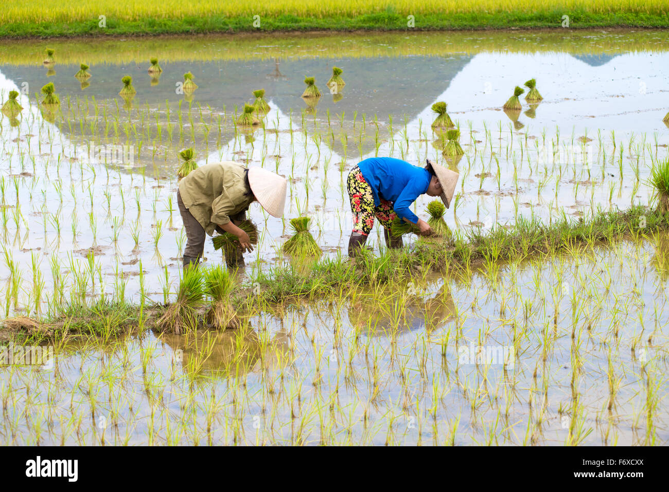 Rice crops are being transplanted by farmers in Vietnam Stock Photo - Alamy