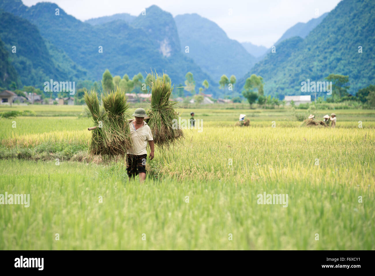 Rice sheaves hi-res stock photography and images - Alamy