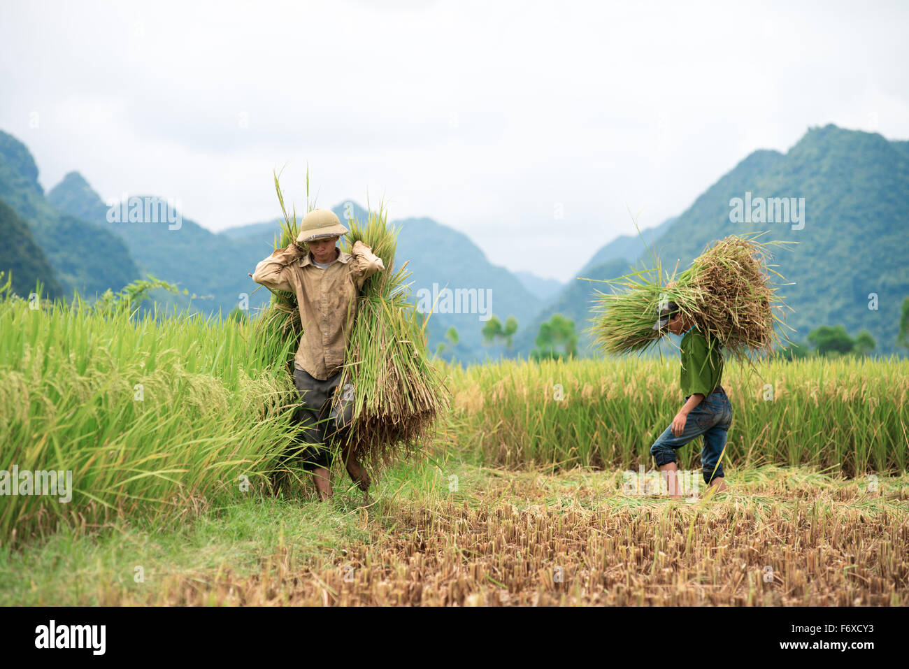 Rice sheaves hi-res stock photography and images - Alamy