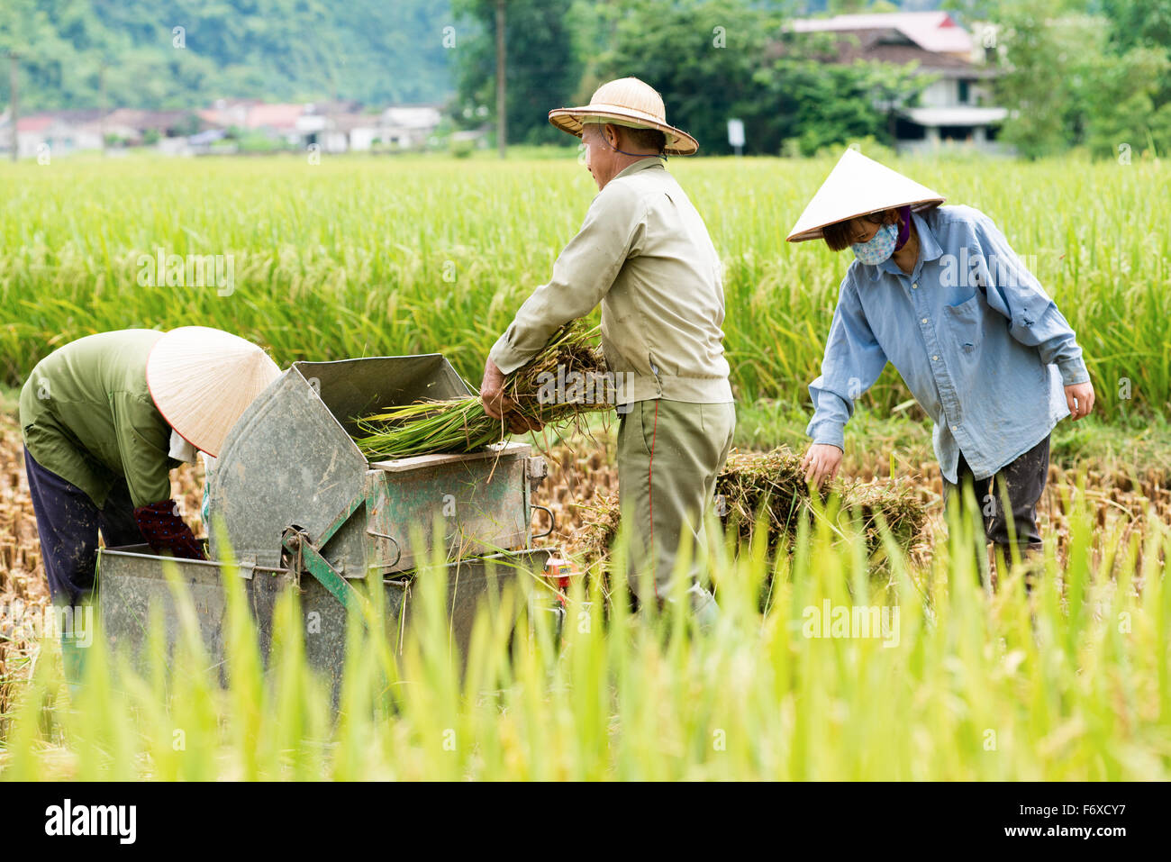 Rice thresher hi-res stock photography and images - Alamy